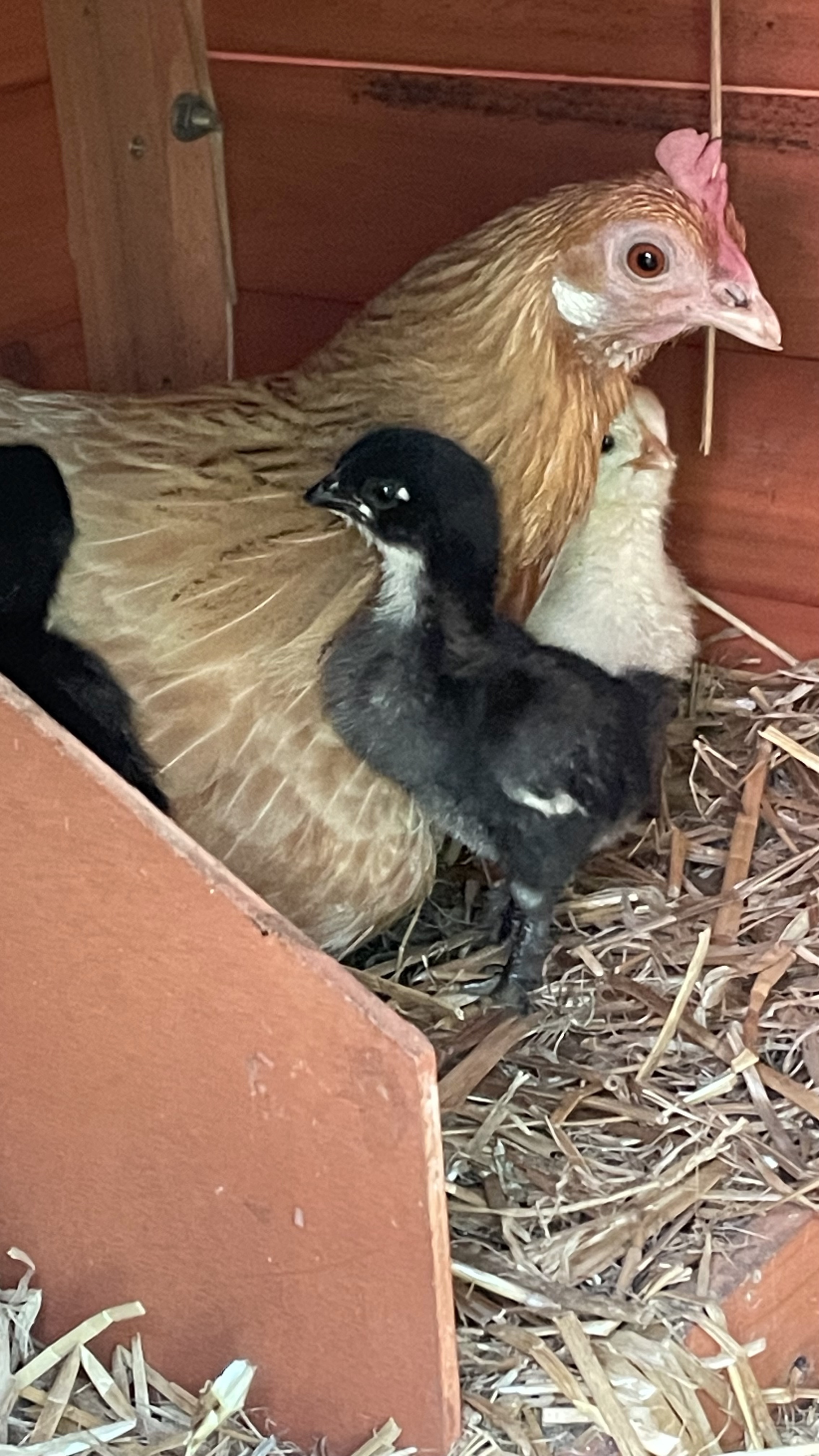 Three little chicks | urbangirlcountryliving